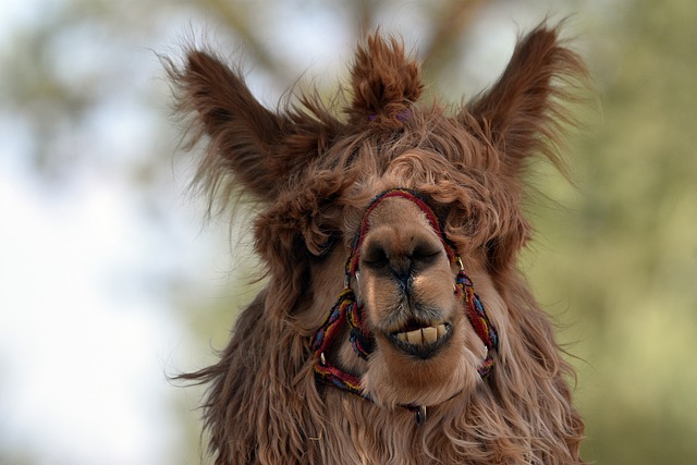 Alpacas: The Spitting Superstars of the Andes | Nomadic Adventures's Blog